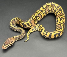 Pastel, Acid, YellowBelly, HGW, Granite (Free Shipping) Ball Python by ...