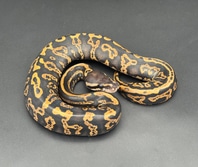 Black Pewter, YB, Acid (Free Shipping) Ball Python by Cyber Serpents ...
