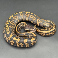Black Pewter, YB, Acid (Free Shipping) Ball Python by Cyber Serpents ...