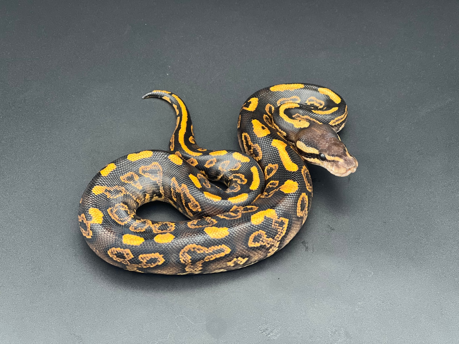 Black Pastel, Yellow Belly Ball Python by Cyber Serpents - MorphMarket