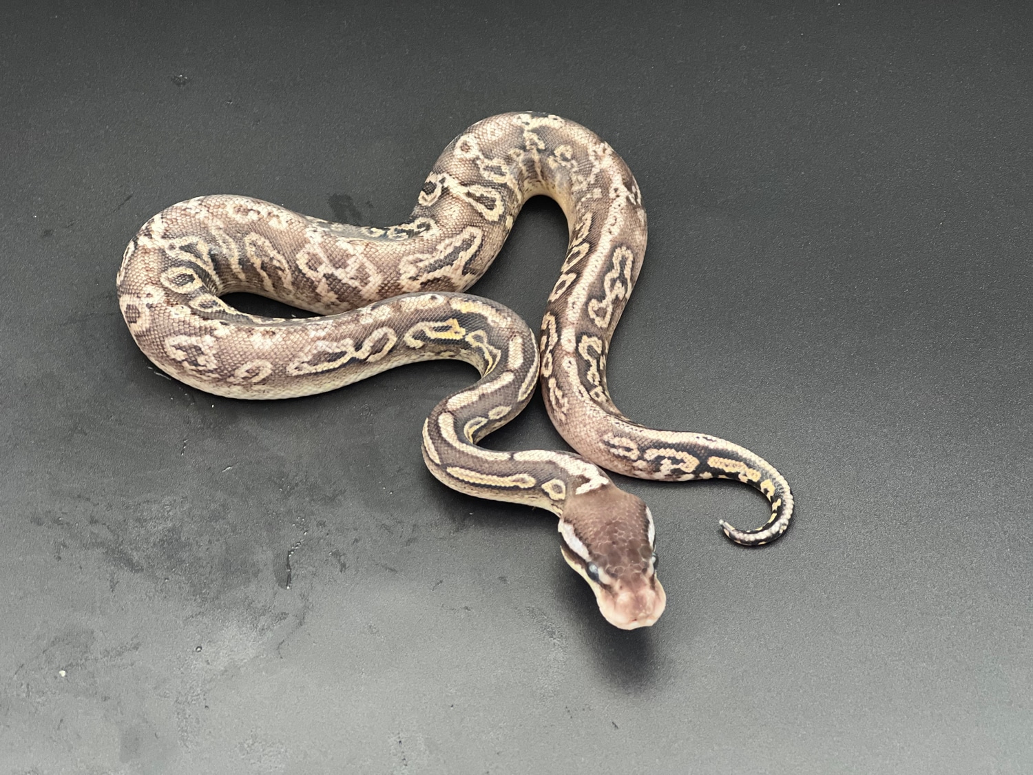 Pastel, Black Pastel, Yellow Belly Ball Python by Cyber Serpents ...