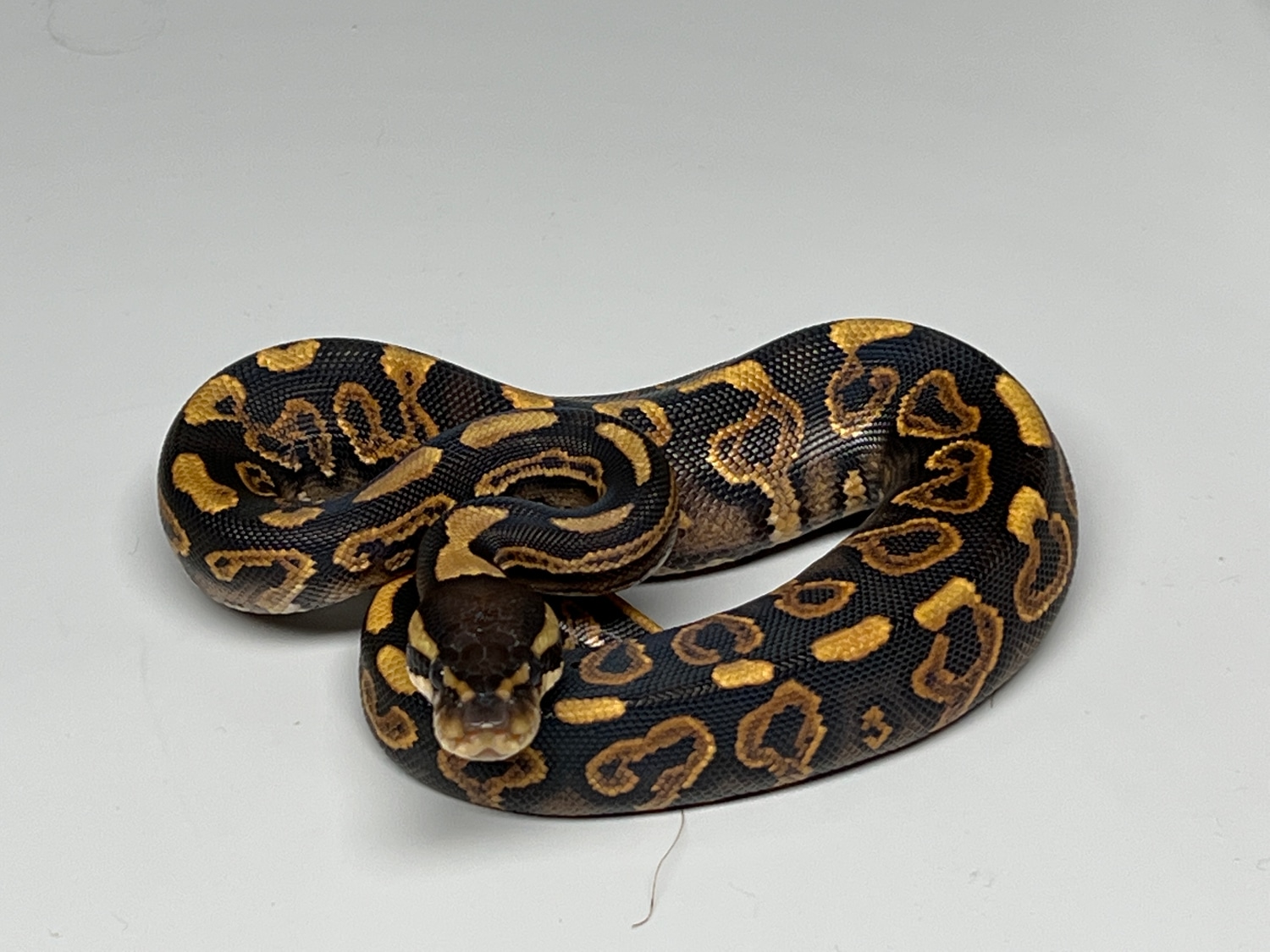 Black Pastel, Yellow Belly Ball Python by Cyber Serpents - MorphMarket