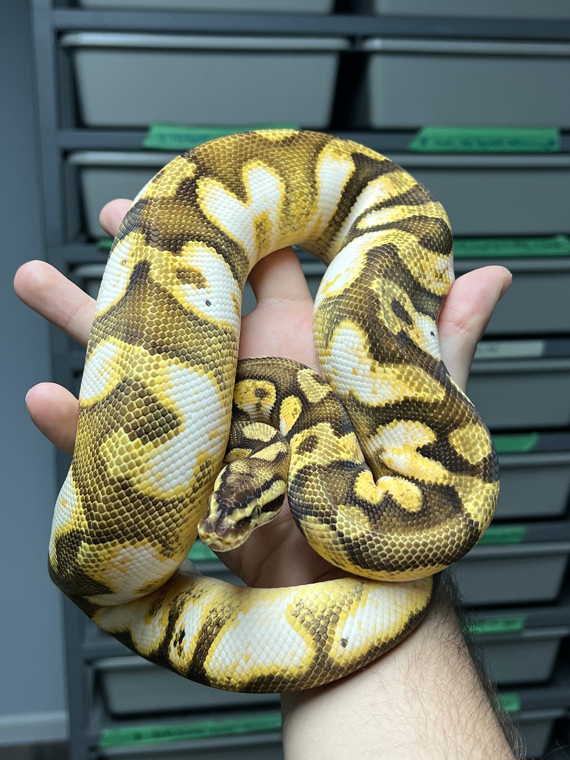 Pastel, Enchi, Calico, Asphalt/YB Ball Python by Cyber Serpents ...
