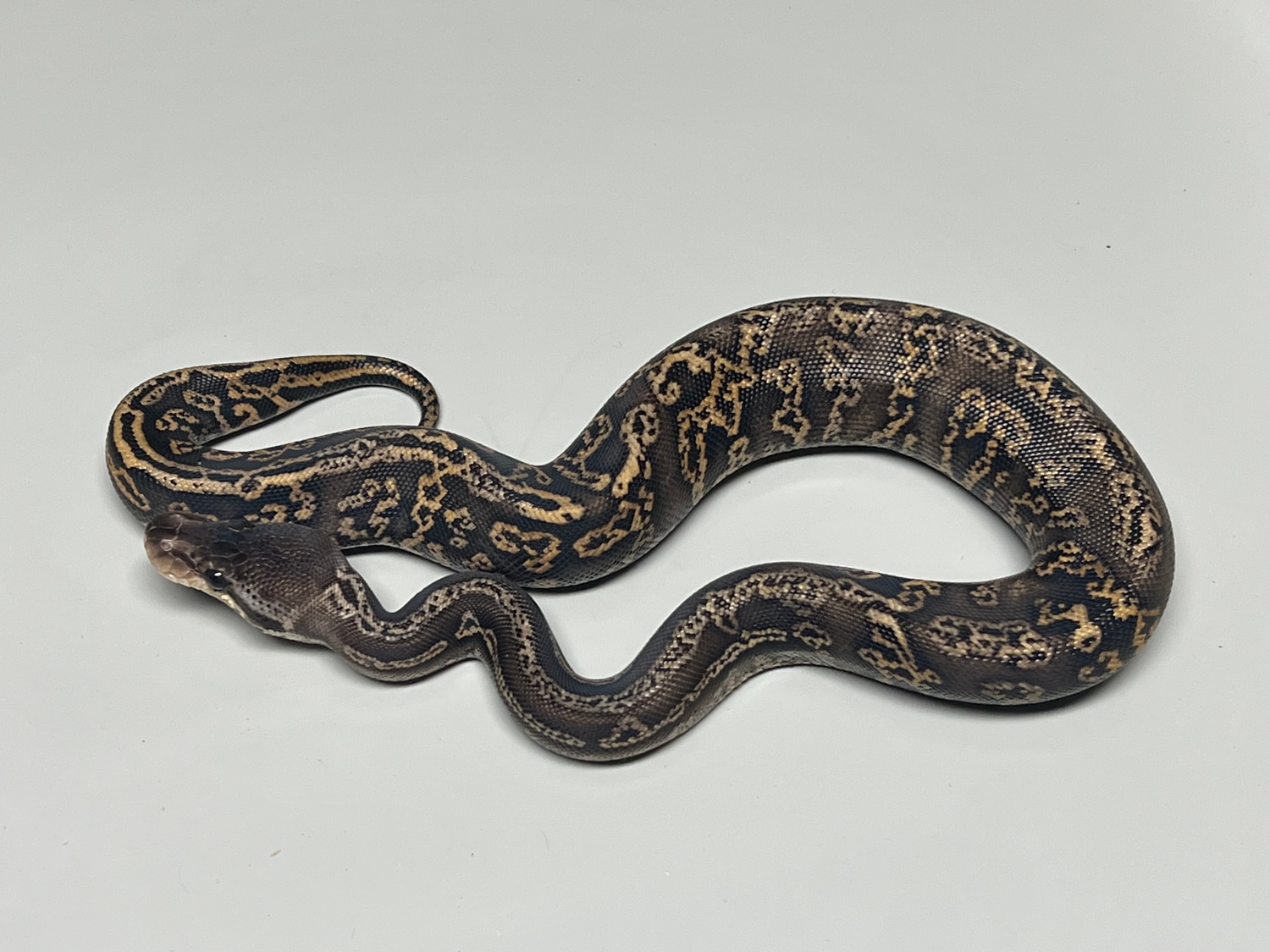 Black Pewter, YB, Acid (Free Shipping) Ball Python by Cyber Serpents ...