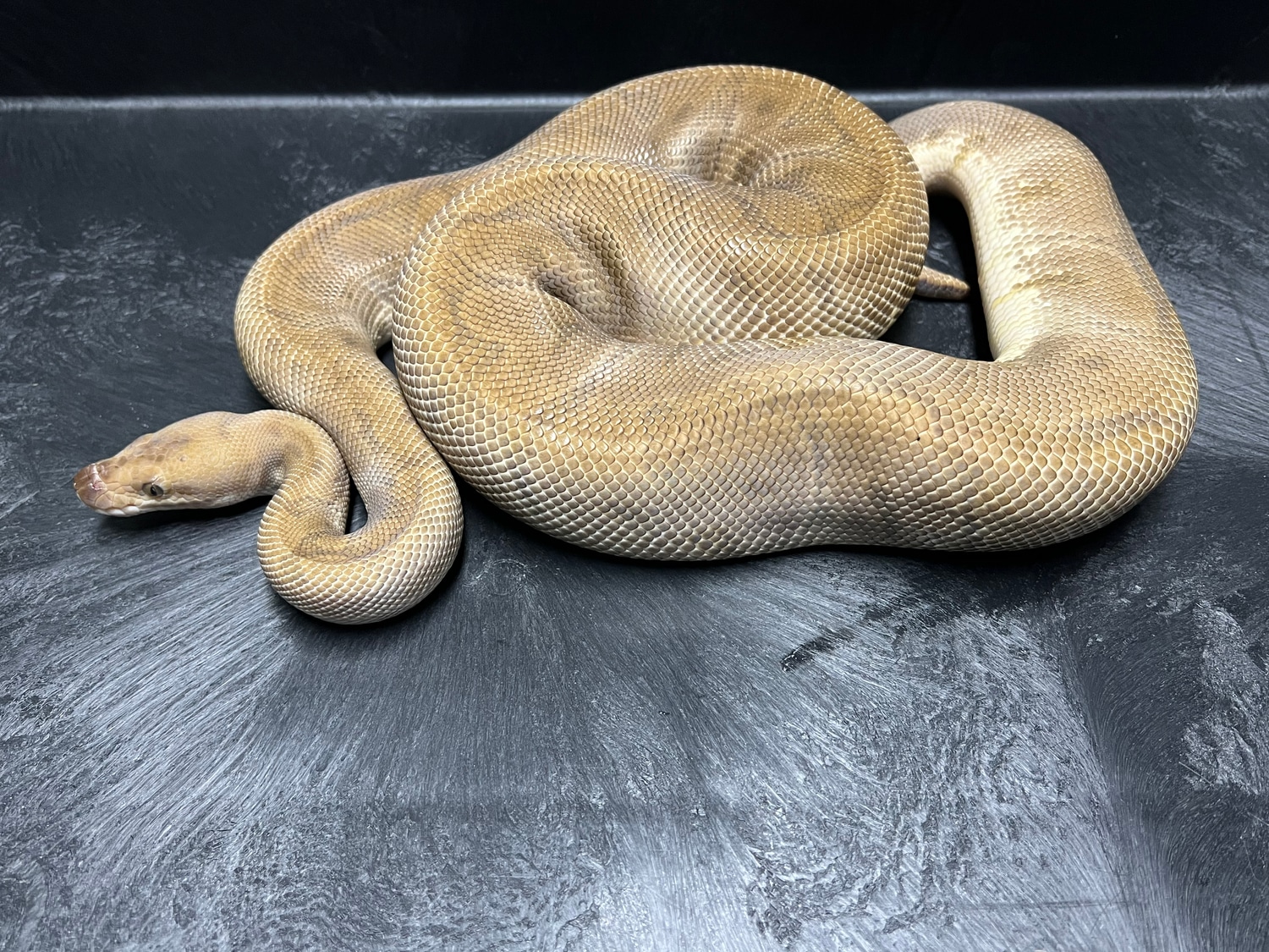 HGW, Clown (Free Shipping) Ball Python by Cyber Serpents - MorphMarket