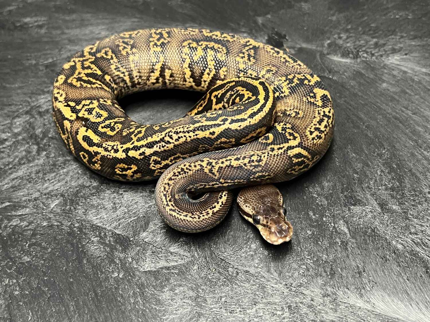 Black Pewter, YB, Acid (Free Shipping) Ball Python by Cyber Serpents ...