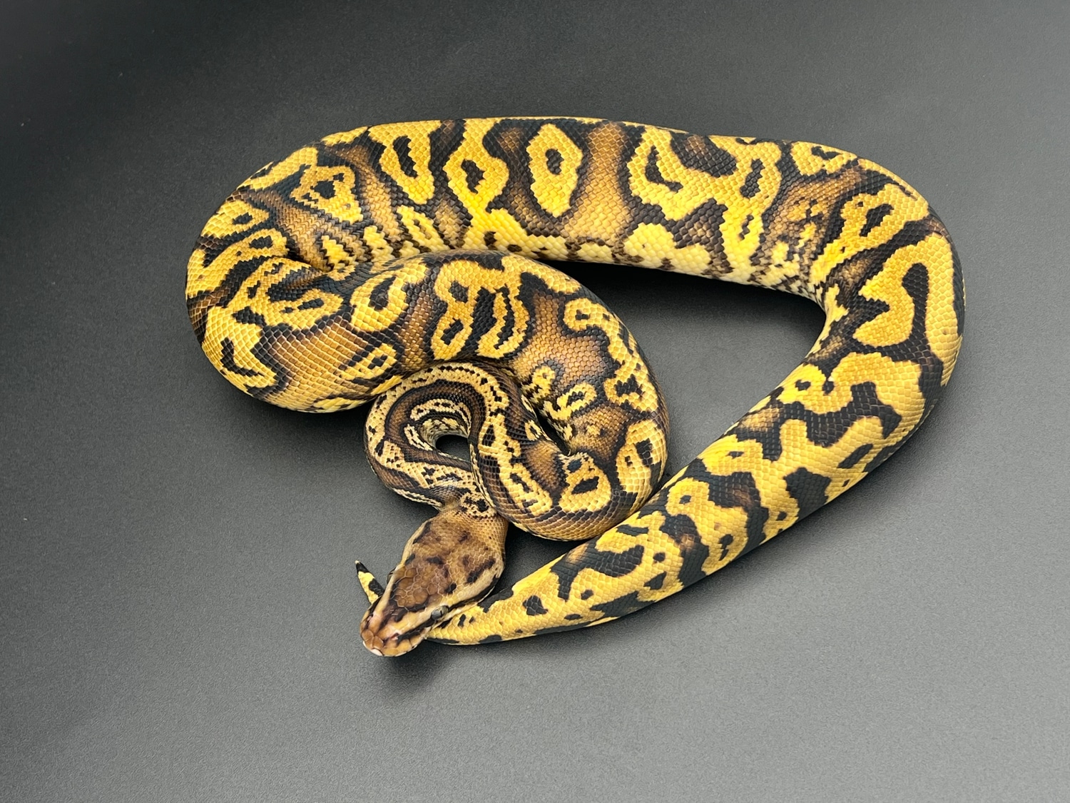 Pastel, Acid, YellowBelly, HGW, Granite (Free Shipping) Ball Python by ...