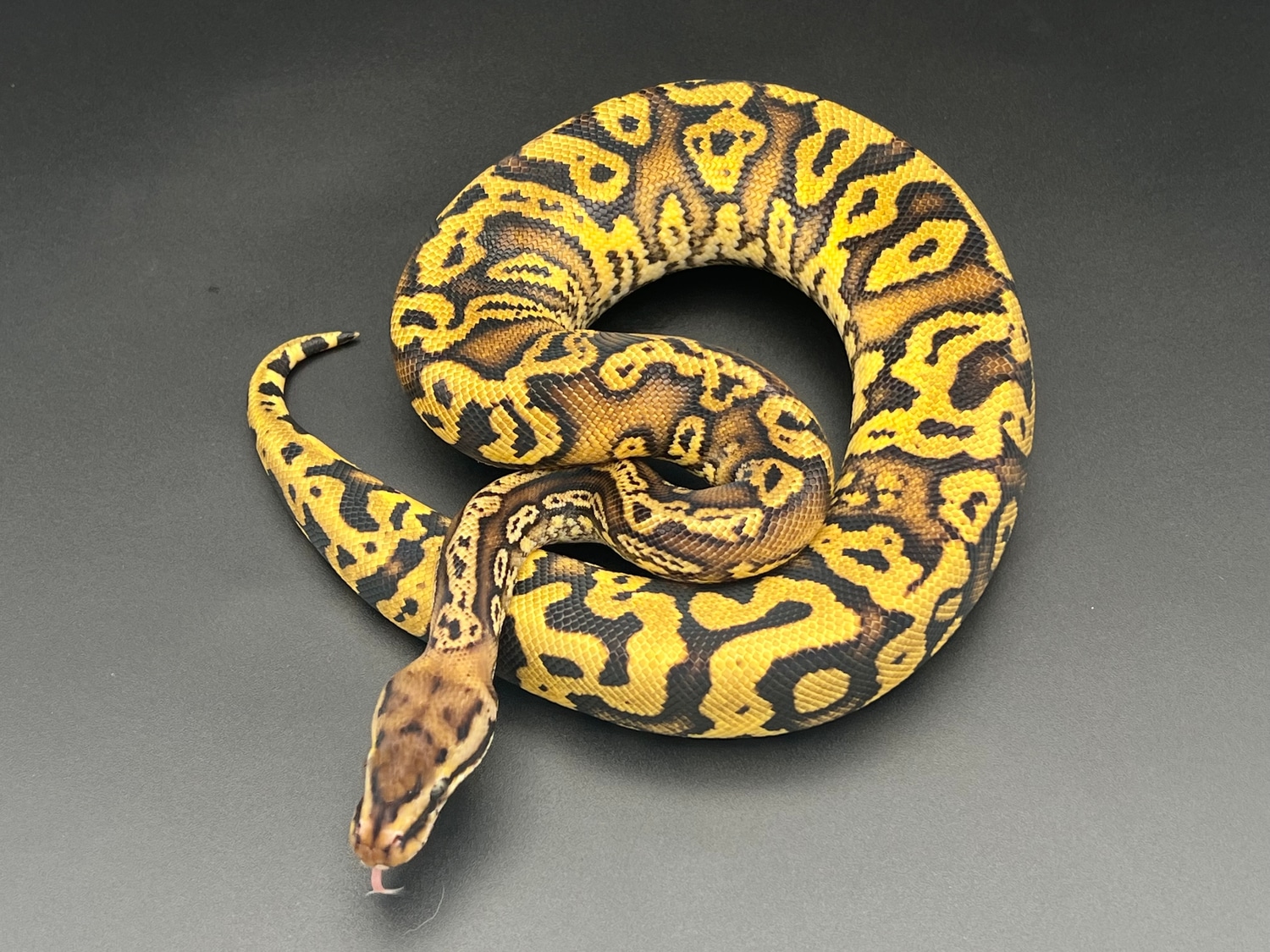 Pastel, Acid, YellowBelly, HGW, Granite (Free Shipping) Ball Python by ...
