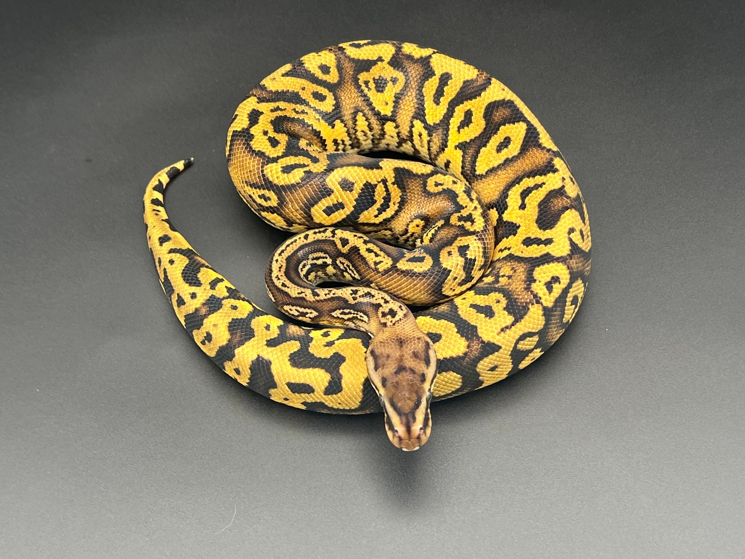 Pastel, Acid, YellowBelly, HGW, Granite (Free Shipping) Ball Python by ...