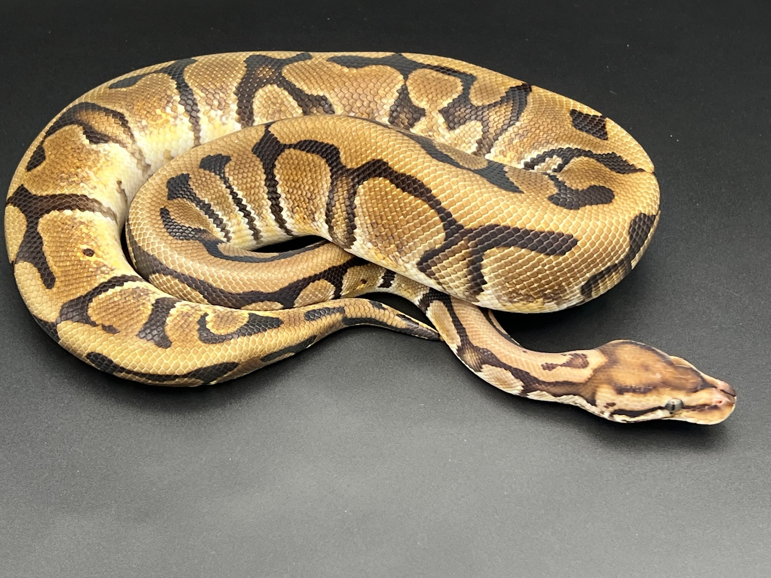 HGW, 100% Het Clown Ball Python by Cyber Serpents - MorphMarket