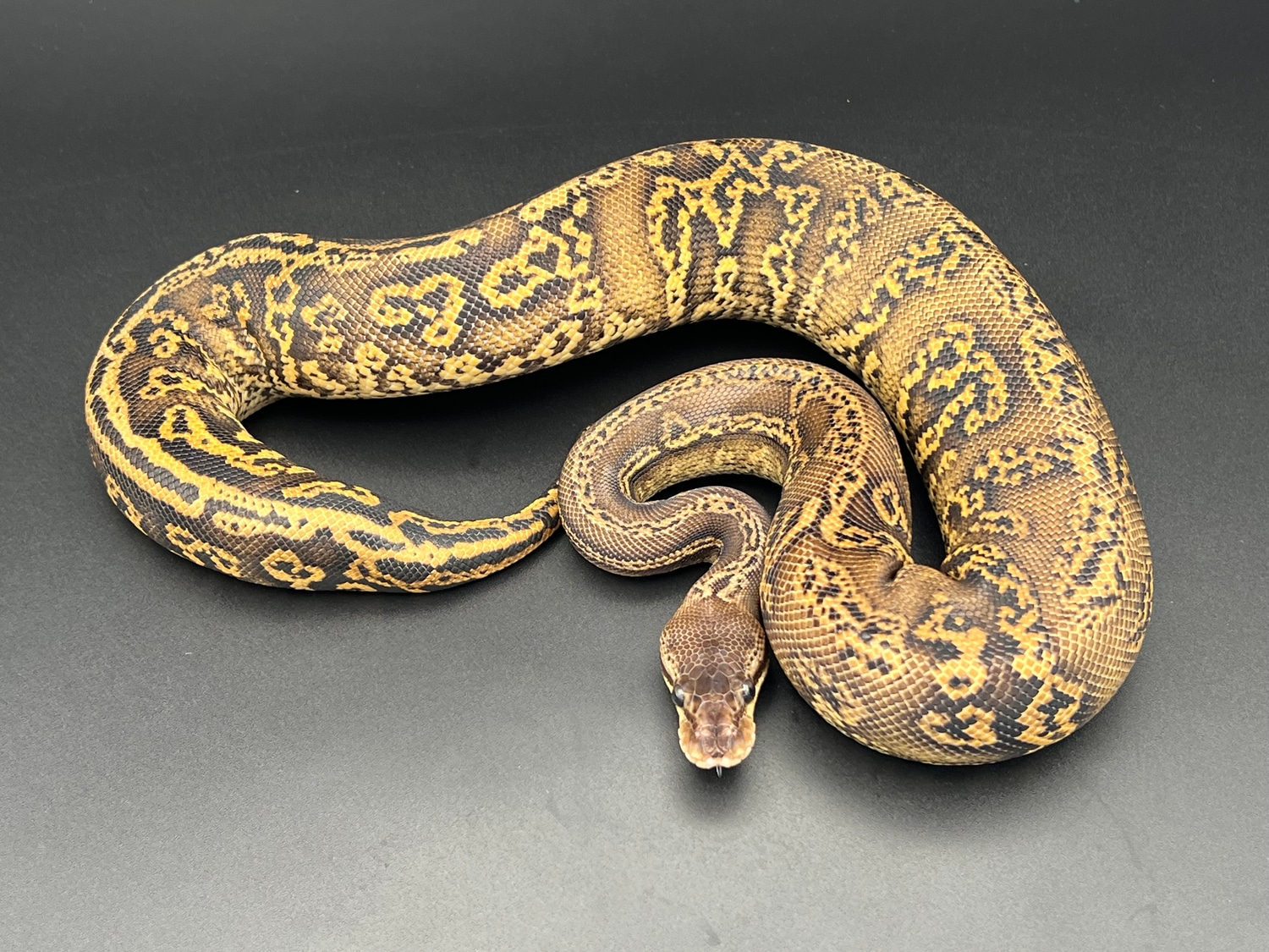 Black Pewter, YB, Acid (Free Shipping) Ball Python by Cyber Serpents ...
