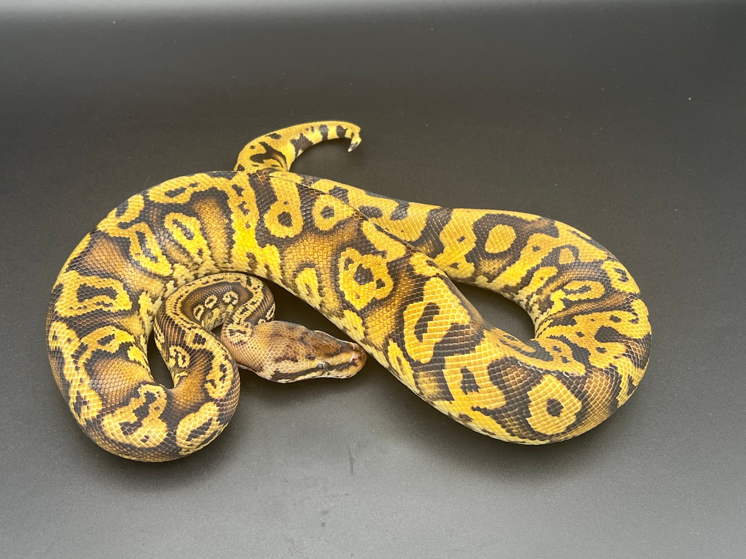 Pastel, Acid, YellowBelly, HGW, Granite (Free Shipping) Ball Python by ...