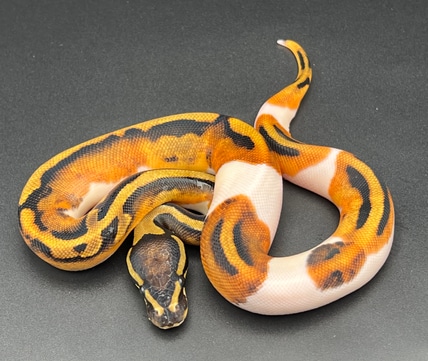 Black Pewter, YB, Acid (Free Shipping) Ball Python by Cyber Serpents ...