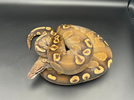 GHI, Black Pastel, Phantom, Gravel Ball Python by Cyber Serpents