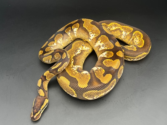 Cinnamon, YB, Calico Ball Python by Cyber Serpents