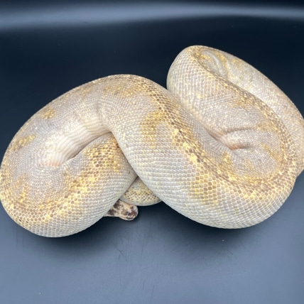 Black Pewter, YB, Acid (Free Shipping) Ball Python by Cyber Serpents ...