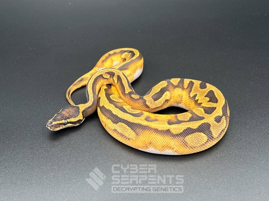 Enchi, Pied, 66% Het Desert Ghost, Pos. Harlequin Ball Python by Cyber Serpents