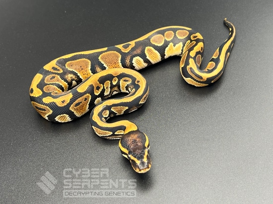 Harlequin 100% DBL Het DG, Pied Ball Python by Cyber Serpents