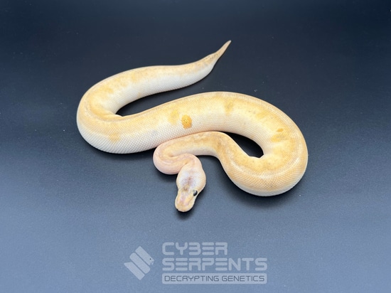 Super Pastel, YB, Acid, Champagne Ball Python by Cyber Serpents