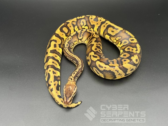 Pastel, Acid, YellowBelly, HGW, Granite Ball Python by Cyber Serpents