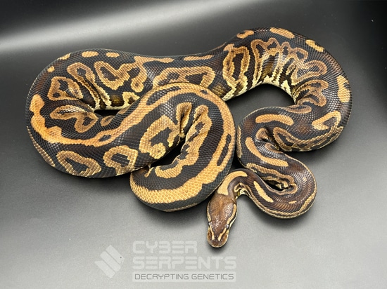 Black Pastel, Leopard Ball Python by Cyber Serpents