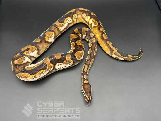 Cinnamon, Enchi, Calico, YB Ball Python by Cyber Serpents