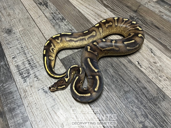 Super Gravel Ball Python by Cyber Serpents