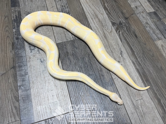 Lavender Albino, Blade, 66% Het Clown Ball Python by Cyber Serpents
