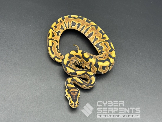 Spotnose, Puzzle Ball Python by Cyber Serpents