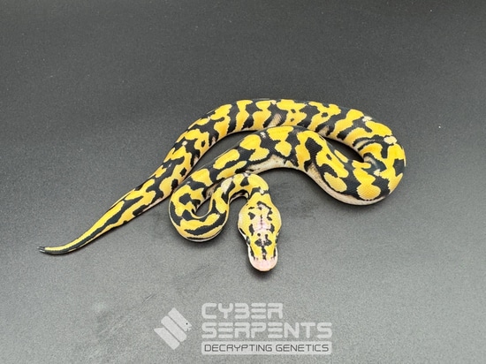 Pastel, Harlequin, DG, Crypton Ball Python by Cyber Serpents