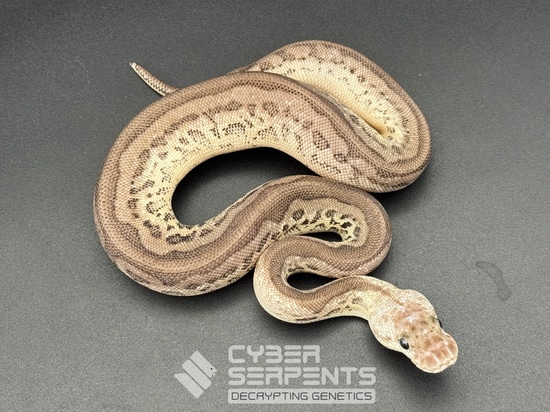 Pewter, Leopard, Clown, 100% Het DG Ball Python by Cyber Serpents