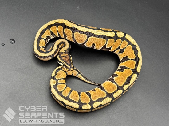 Spotnose, 100% Het Puzzle Ball Python by Cyber Serpents
