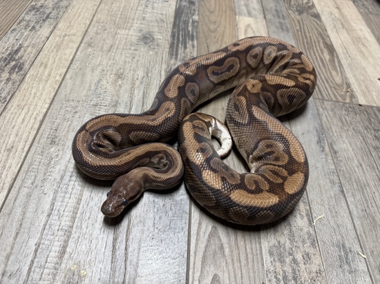 Black Pastel, HGW, 100% Het Clown Ball Python by Cyber Serpents