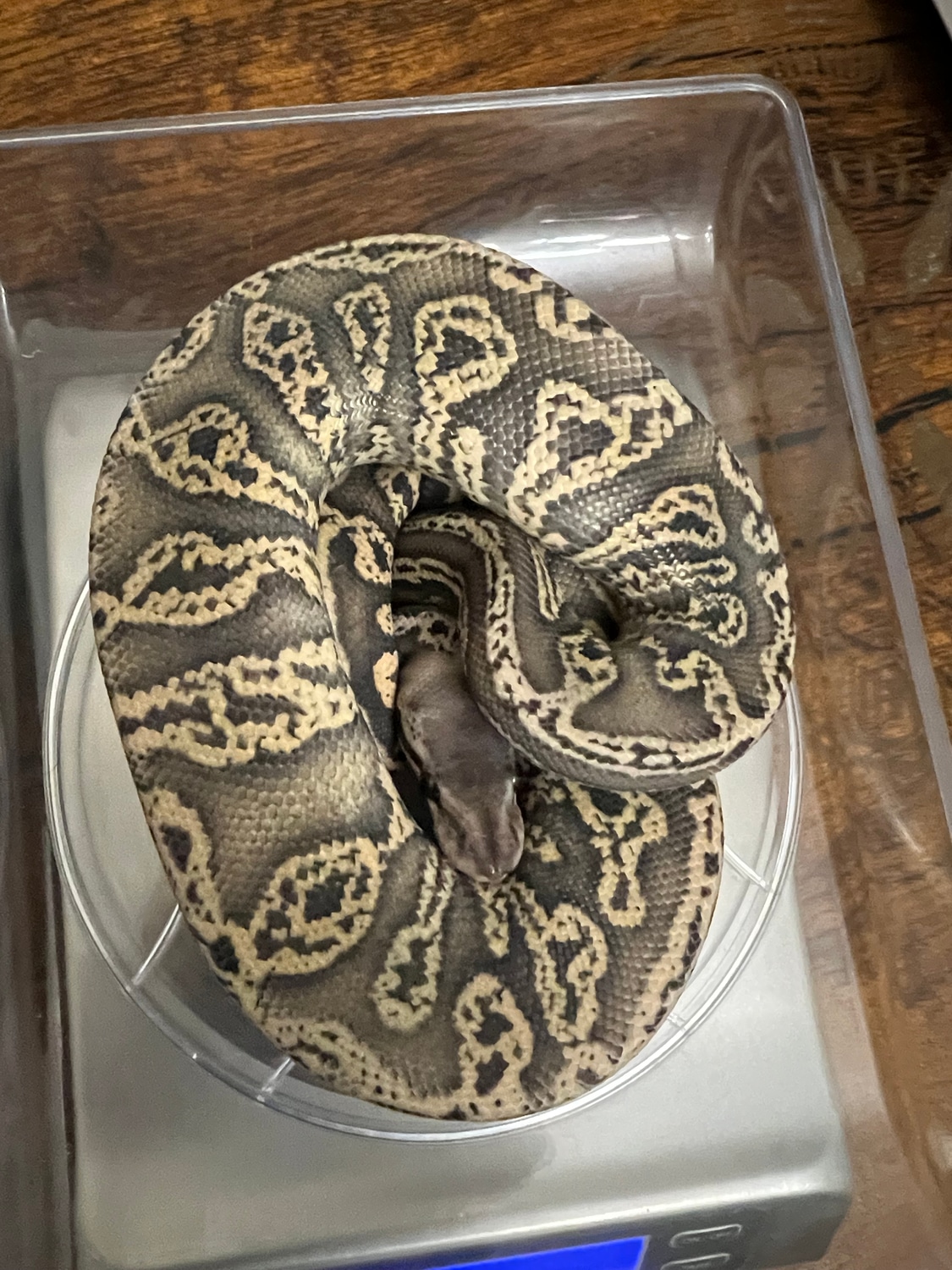 Acid, Chocolate, Pastel, Black Pastel,Hypo Ball Python by B&B Reptile ...