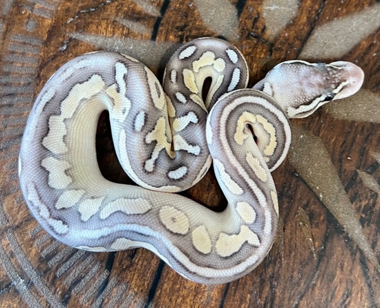 Lithium Pastel Ball Python by B&B Reptile
