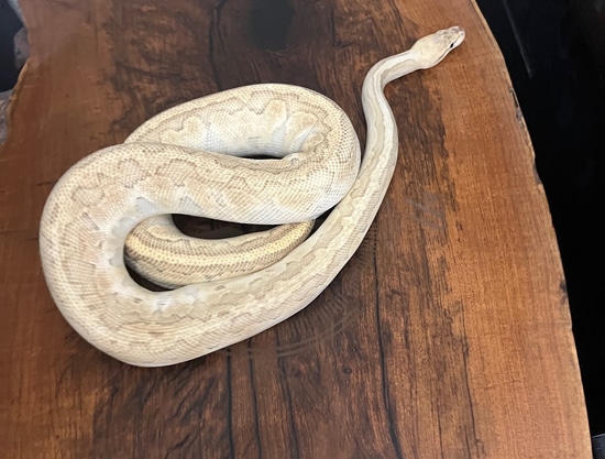 Butter, Pastel, Pinstripe Ball Python by B&B Reptile