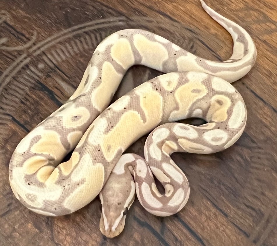 Banana, Het Piebald Ball Python by B&B Reptile - MorphMarket
