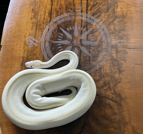 Champagne, Butter, Pinstripe Ball Python by B&B Reptile