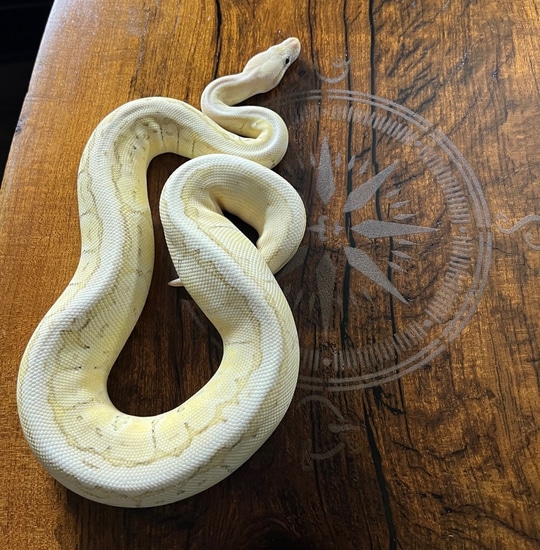 Super Pastel, Butter, Fire, Pinstripe, Yellowbelly Ball Python by B&B ...