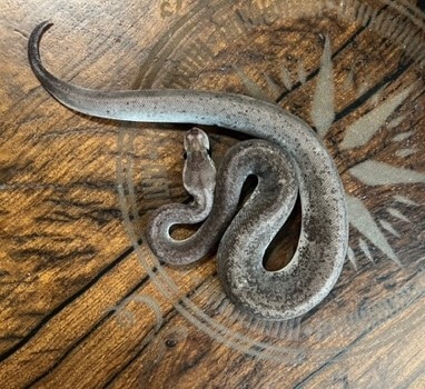 Silver Bullet Ball Python by B&B Reptile
