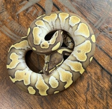 Butter Ball Python by B&B Reptile