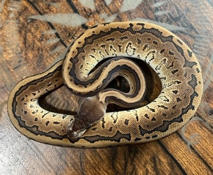 Cinnamon, Pinstripe Ball Python by B&B Reptile