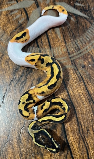 Enchi, Pie Bald Ball Python by B&B Reptile