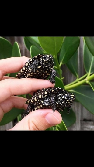 Indian Spotted Turtles (Florida Only) Pond Turtle by Cyclosaura