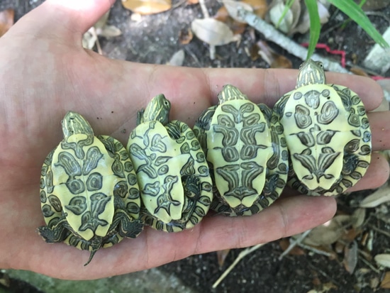Cuban Sliders Slider Turtle by Cyclosaura