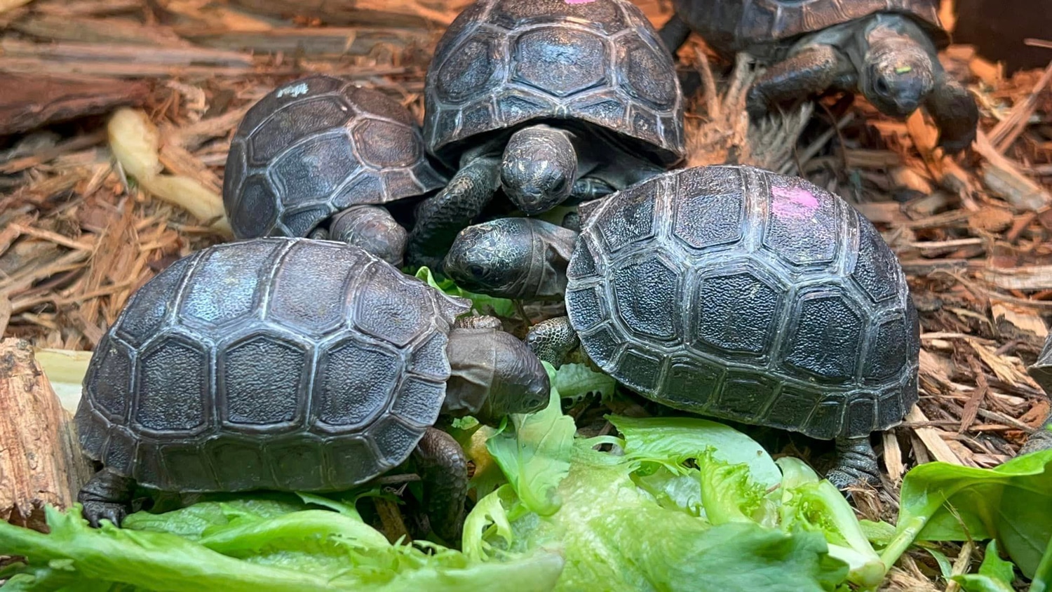 Aldabra Tortoises by Cyclosaura - MorphMarket