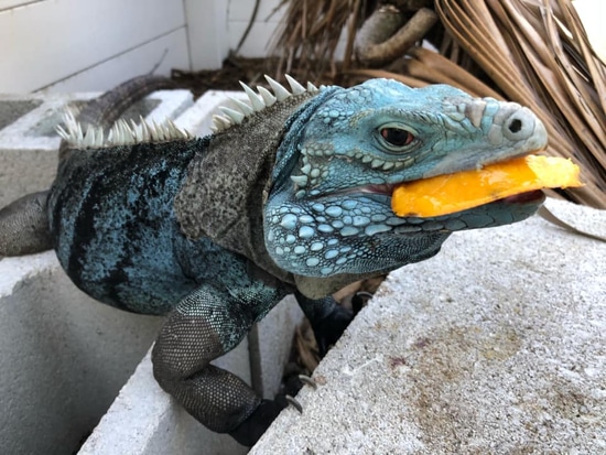 BLUE BLUE BLUE Lewisi Hybrids Other Iguana by Cyclosaura