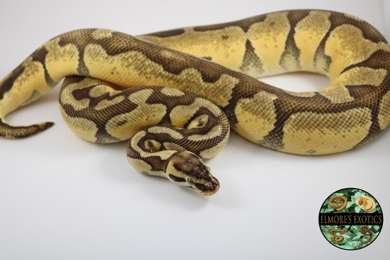 Pastel Enchi Ball Python by Elmore’s Exotics