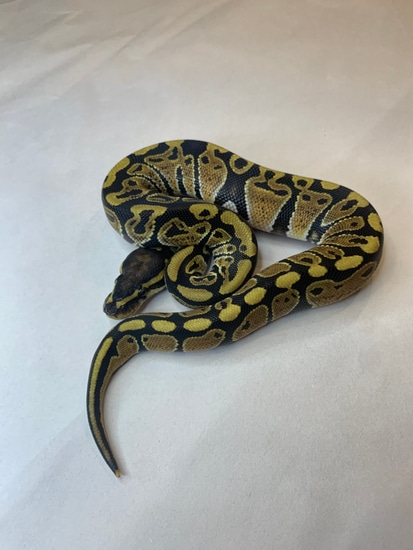 Het Ghost Ball Python by Czar Exotics