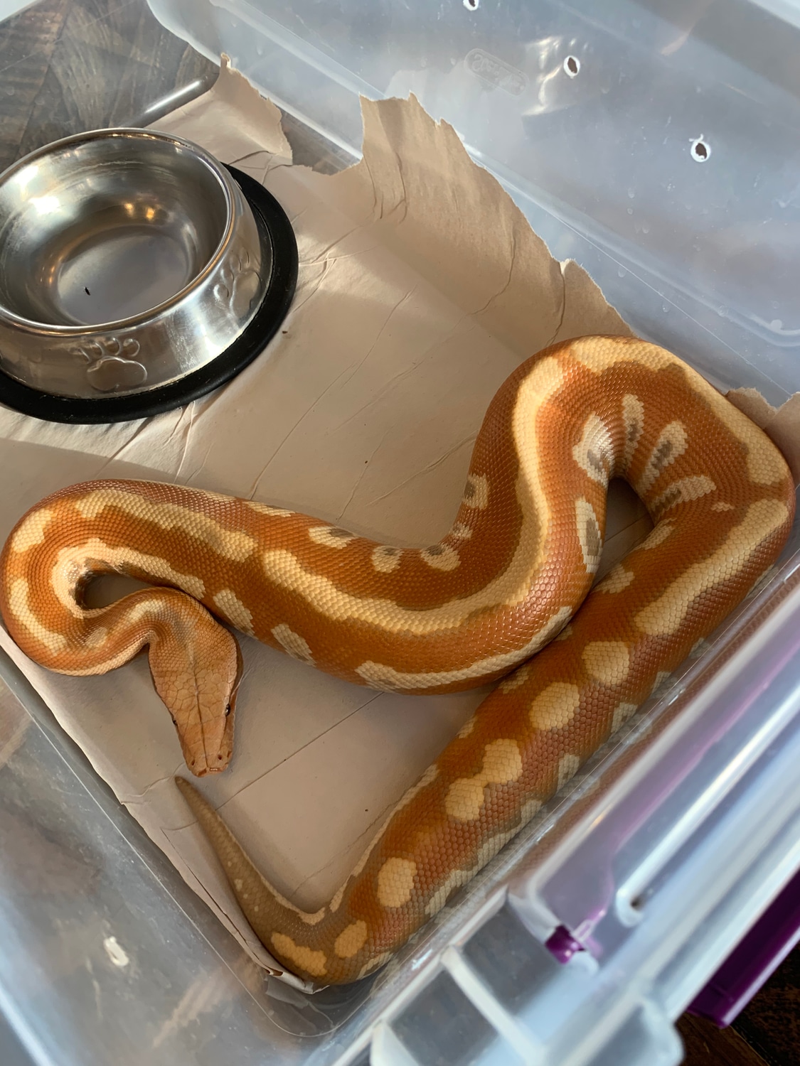 T+ Albino Blood Python by Czar Exotics - MorphMarket